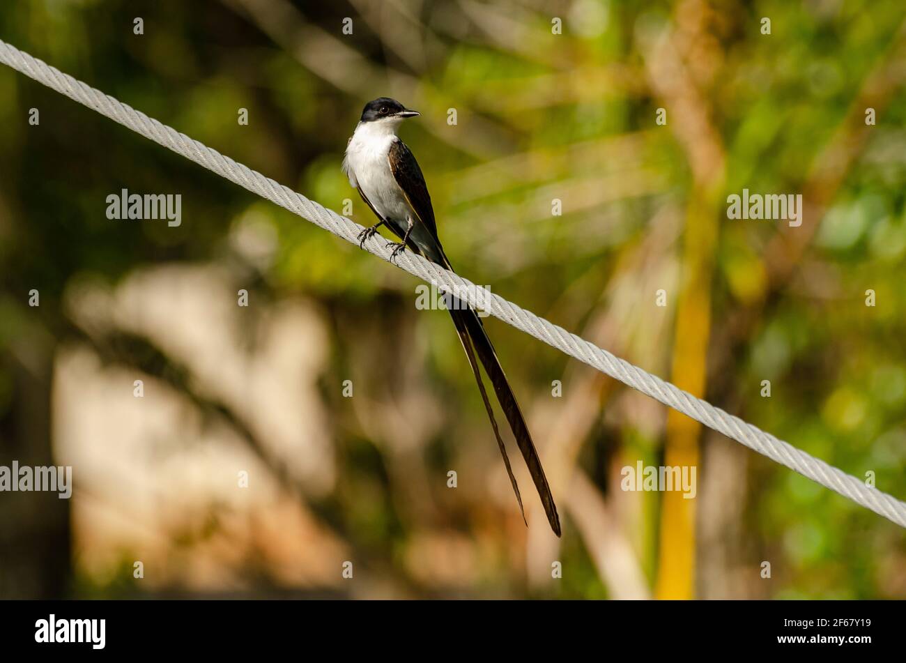 Great tailed bird hi-res stock photography and images - Alamy