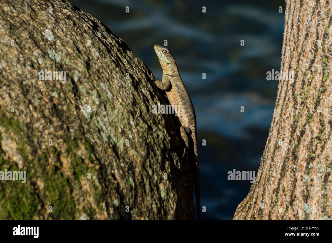 Rock climbing lizard hi-res stock photography and images - Alamy