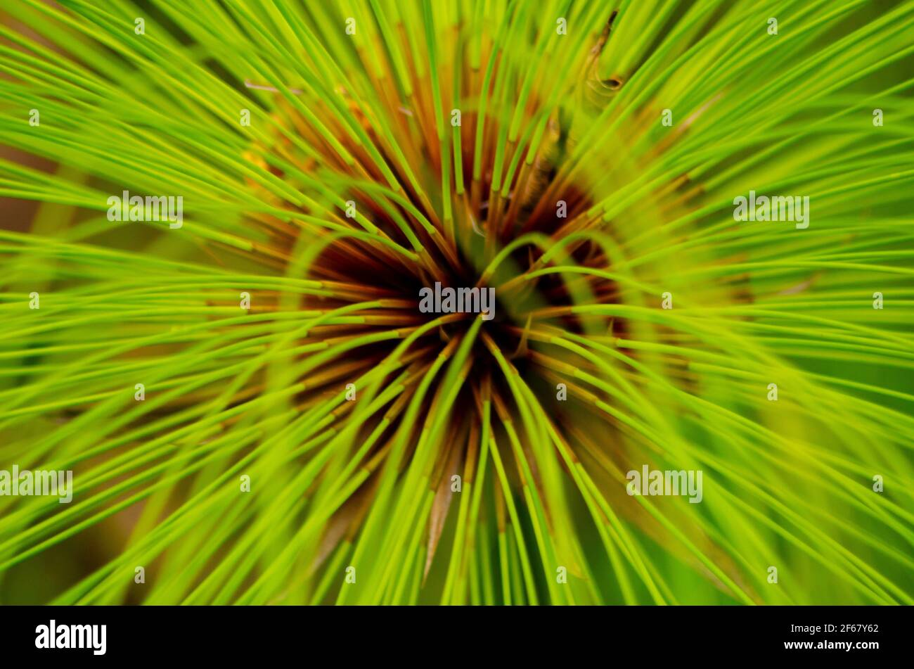 Papyrus tree hi-res stock photography and images - Alamy