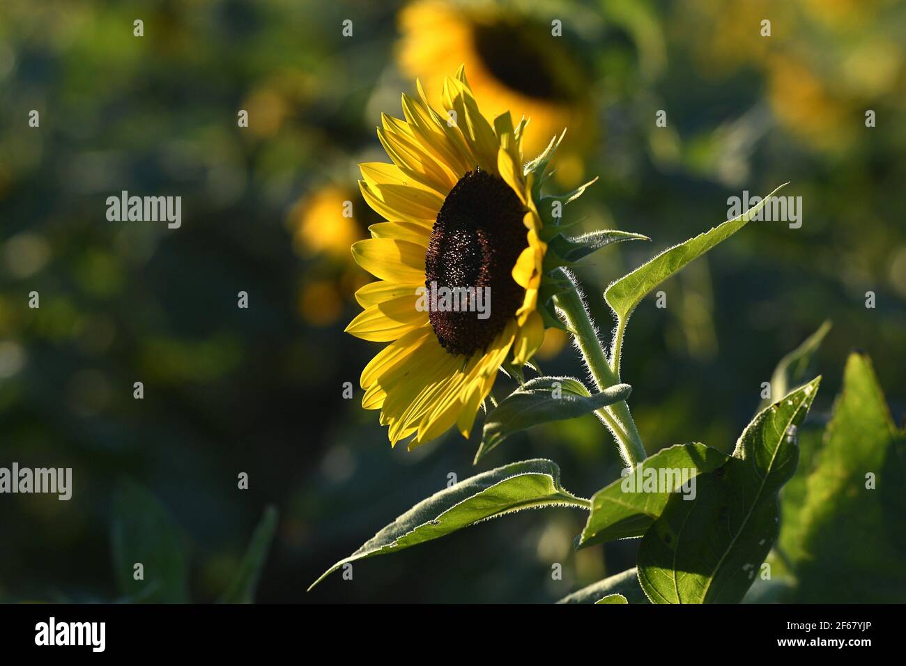 Miami - FL - 20201209 A general view of the sunflower fields at The ...