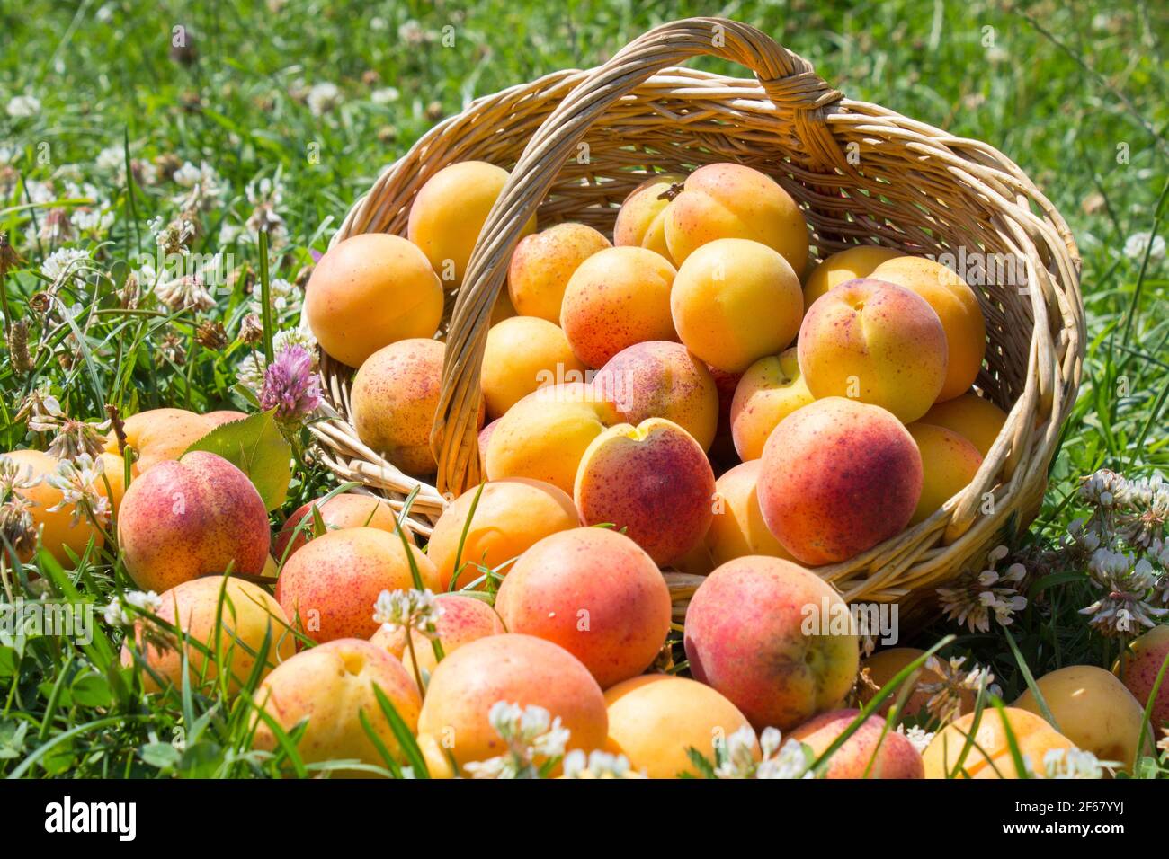 Big ripe apricots in basket. Juicy, soft fruit,, of an orange-yellow ...