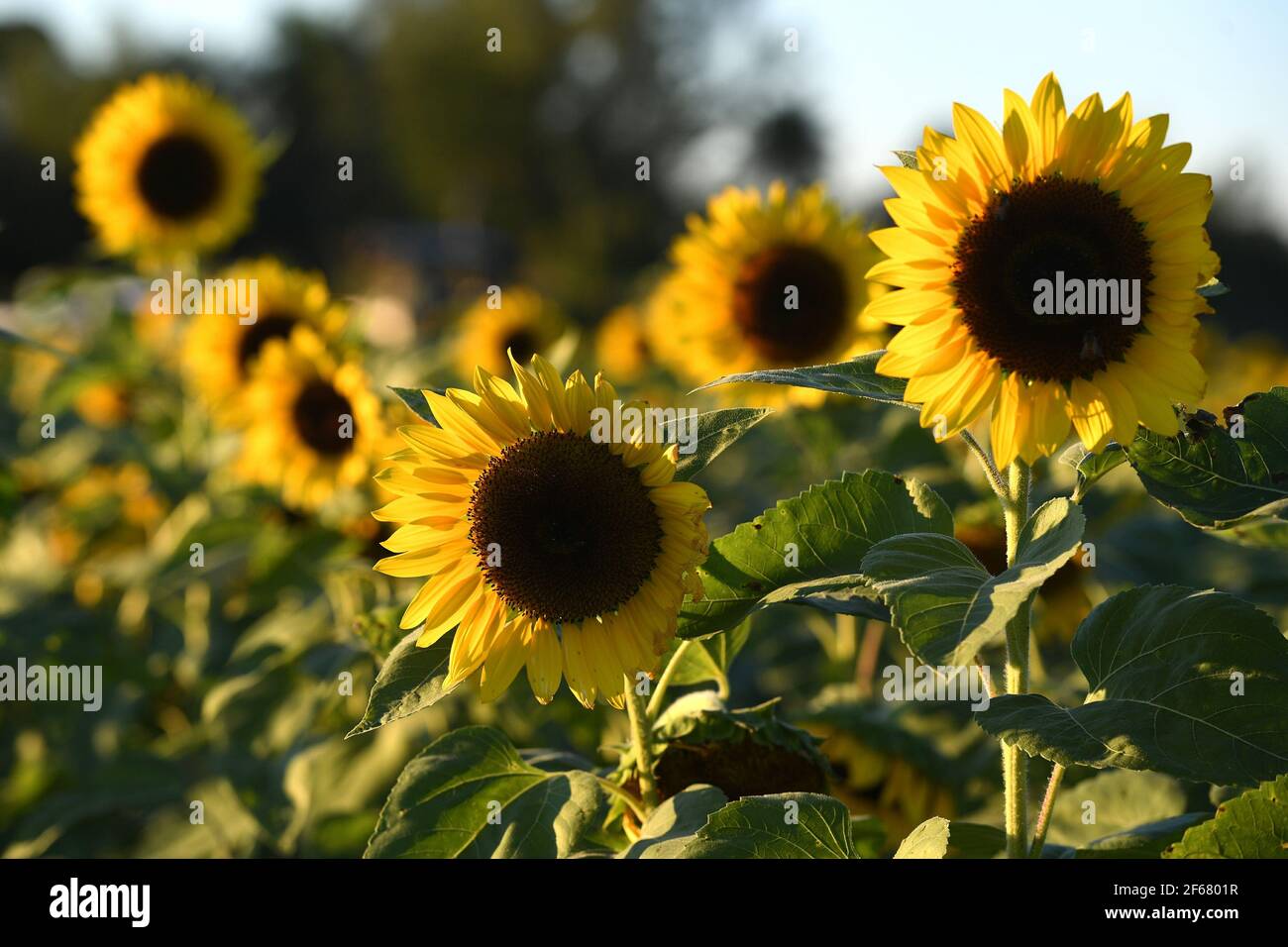 Miami - FL - 20201209 A general view of the sunflower fields at The ...