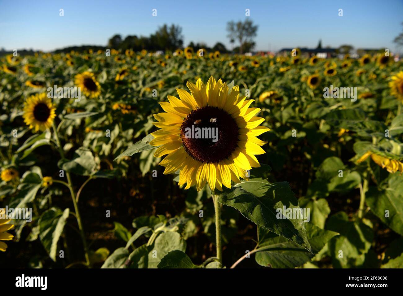 Miami - FL - 20201209 A general view of the sunflower fields at The ...
