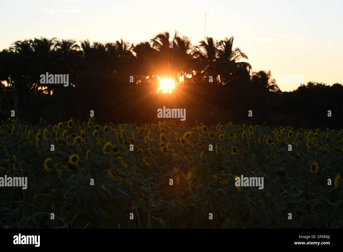 Miami - FL - 20201209 A general view of the sunflower fields at The ...