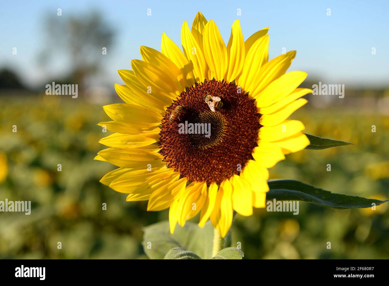 Miami - FL - 20201209 A general view of the sunflower fields at The ...