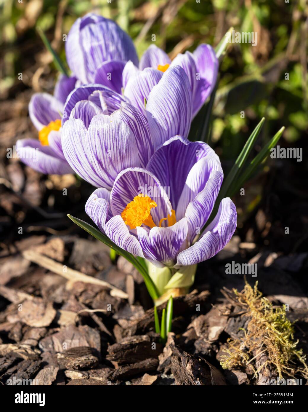 Crocus, close up image of the flowers of spring Stock Photo - Alamy