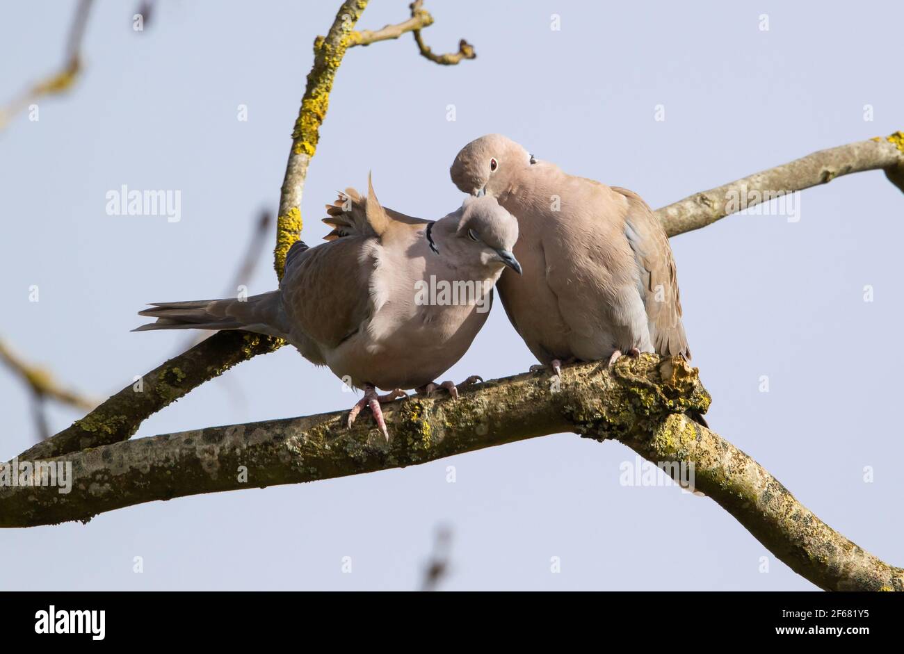 Collared doves hi-res stock photography and images - Alamy