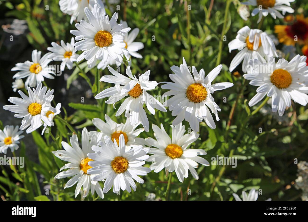 White flower of shasta daisy hi-res stock photography and images - Alamy