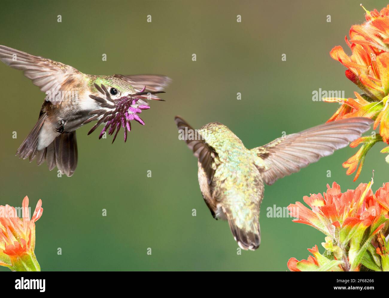 Male and female hummingbirds hi-res stock photography and images - Alamy