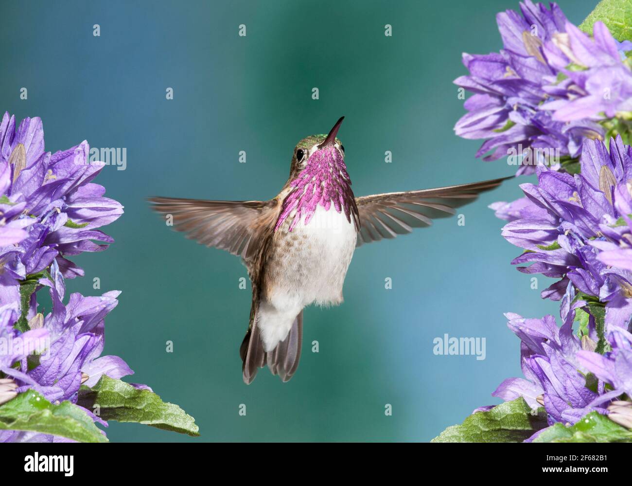 North America; Alaska; Southeast; Wildlife; Birds; Hummingbird ...