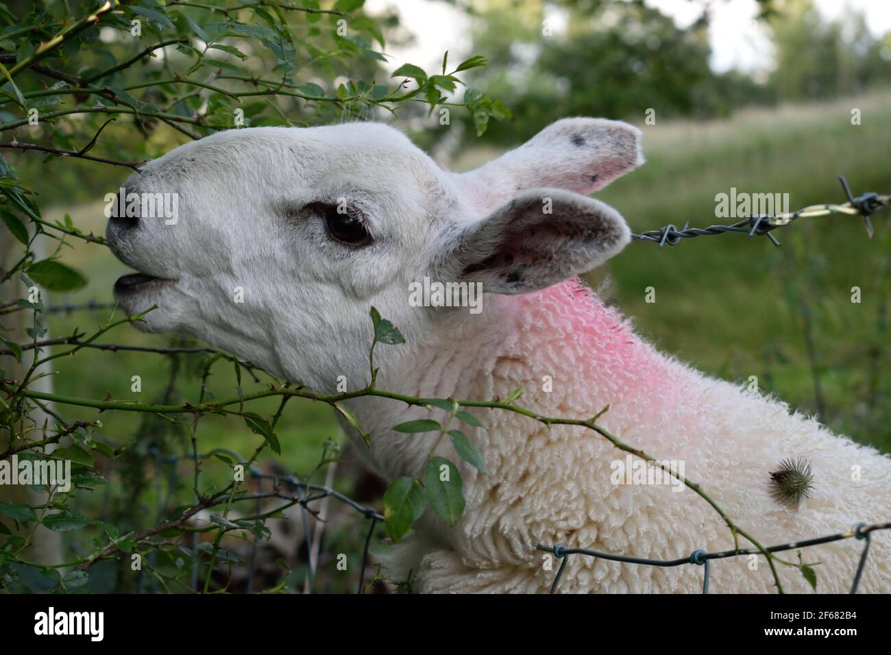 Sheep Reaching Through a Barbed Wire Fence to Eat Leaves Stock Photo ...