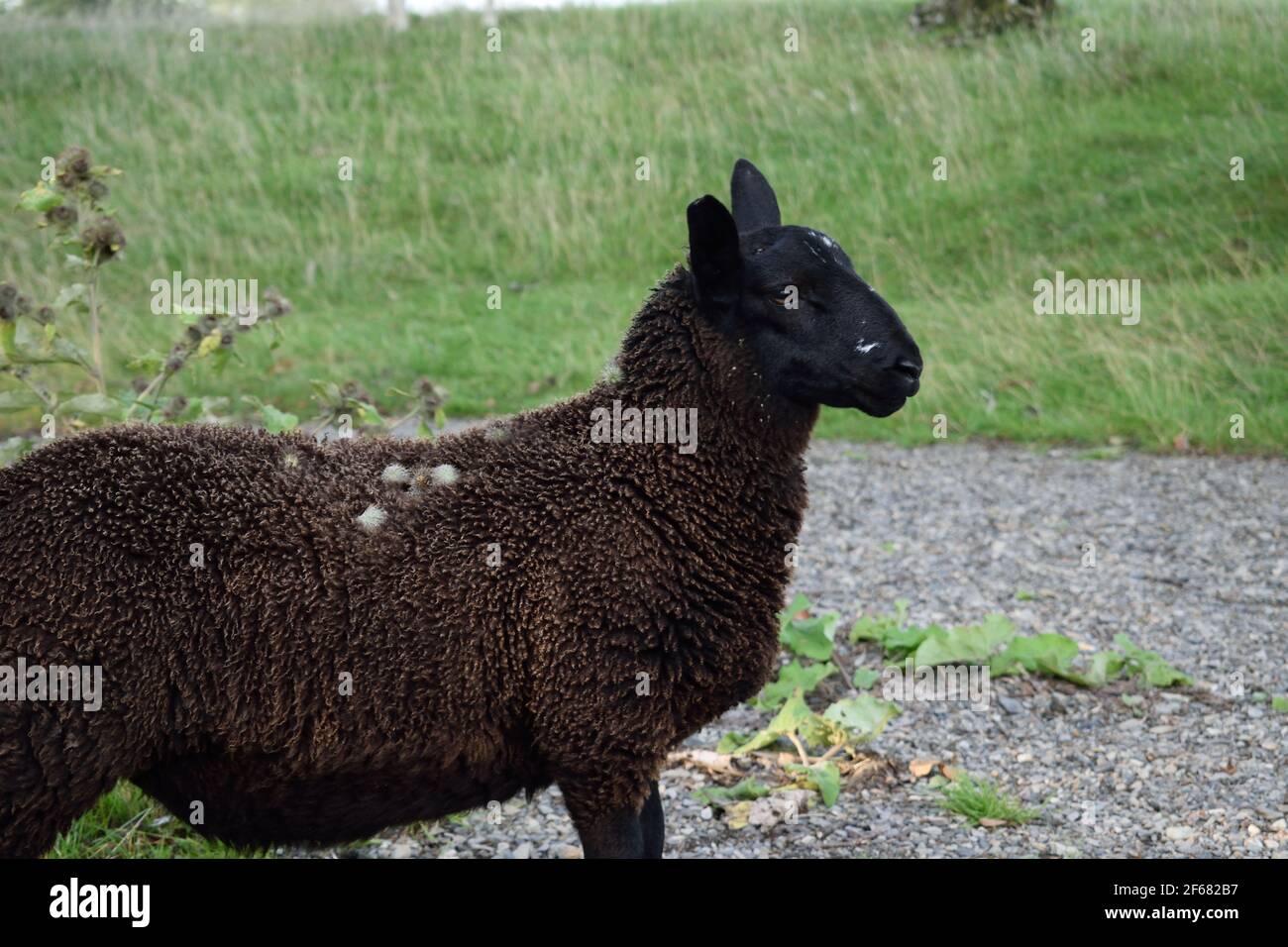Burrs animal hi-res stock photography and images - Alamy