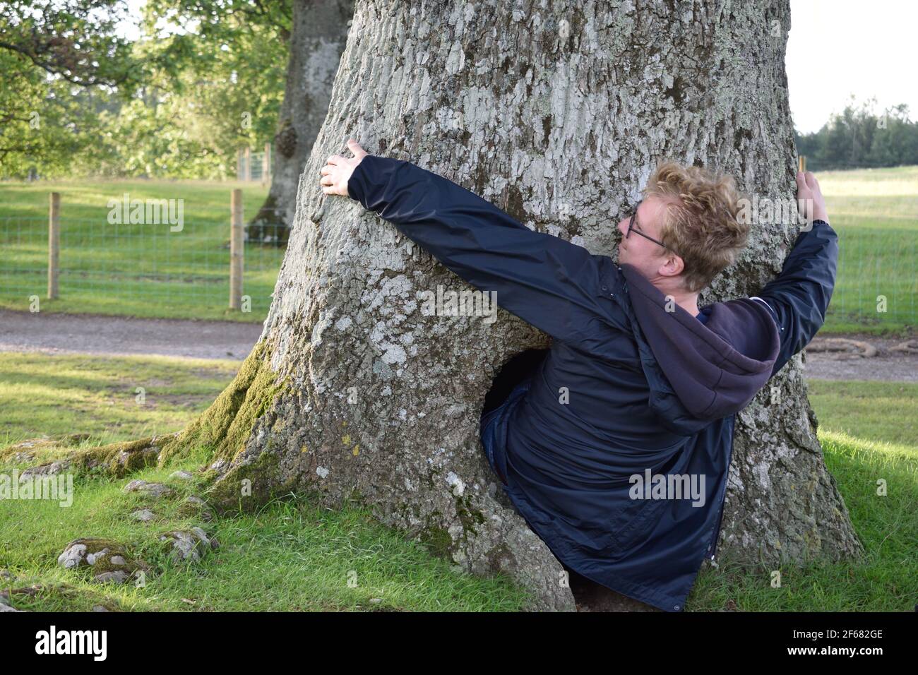 Young Man Climbing Into the Hollow of a Tree in the Lake District Stock ...