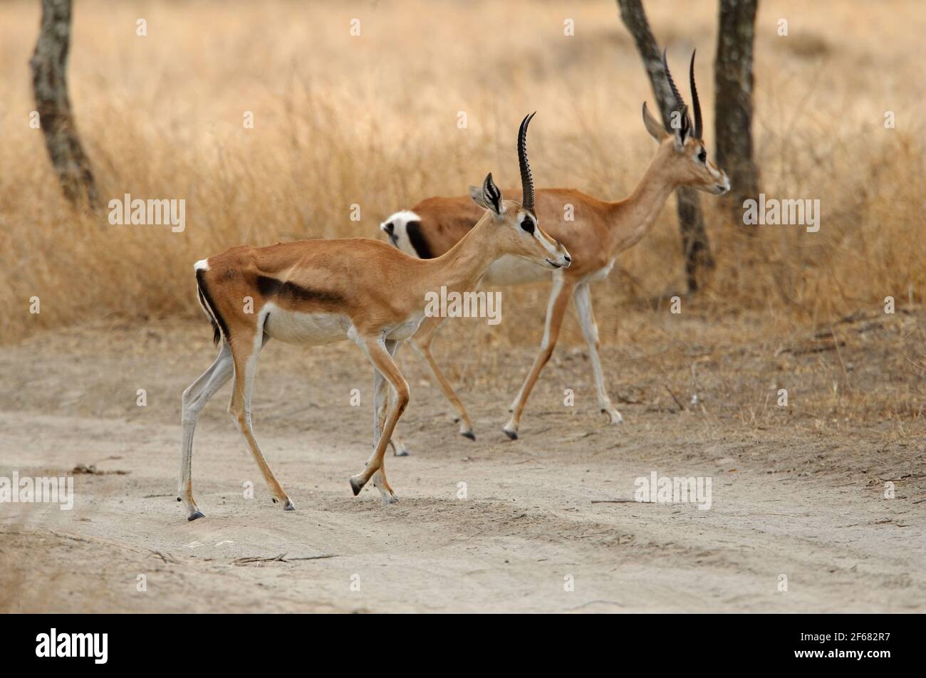 Bright's Gazelle (Nanger notatus) two females crossing dirt track ...