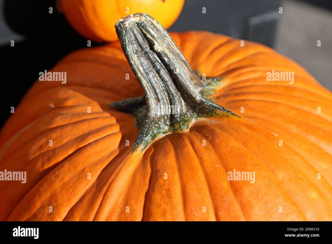 Petiole hi-res stock photography and images - Alamy