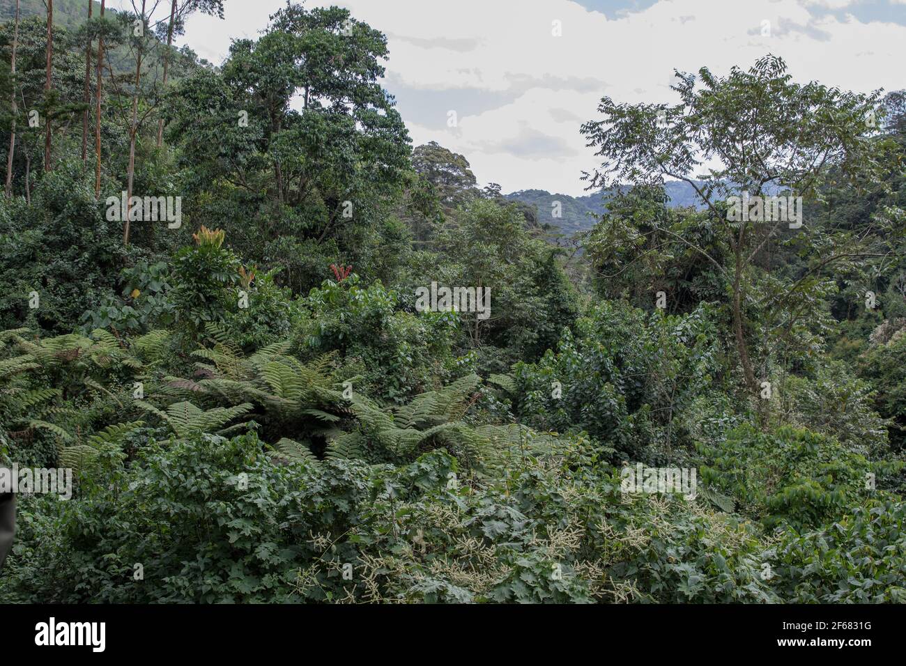 Tropical rainforest ecosystem hi-res stock photography and images - Alamy