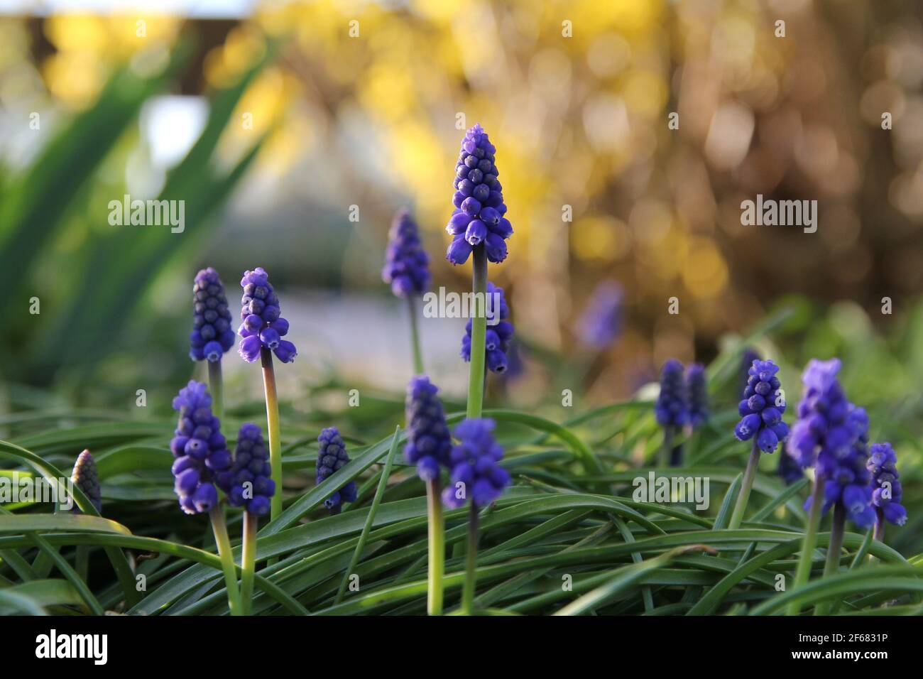 Blue grape hyacinth flowers hi-res stock photography and images - Alamy