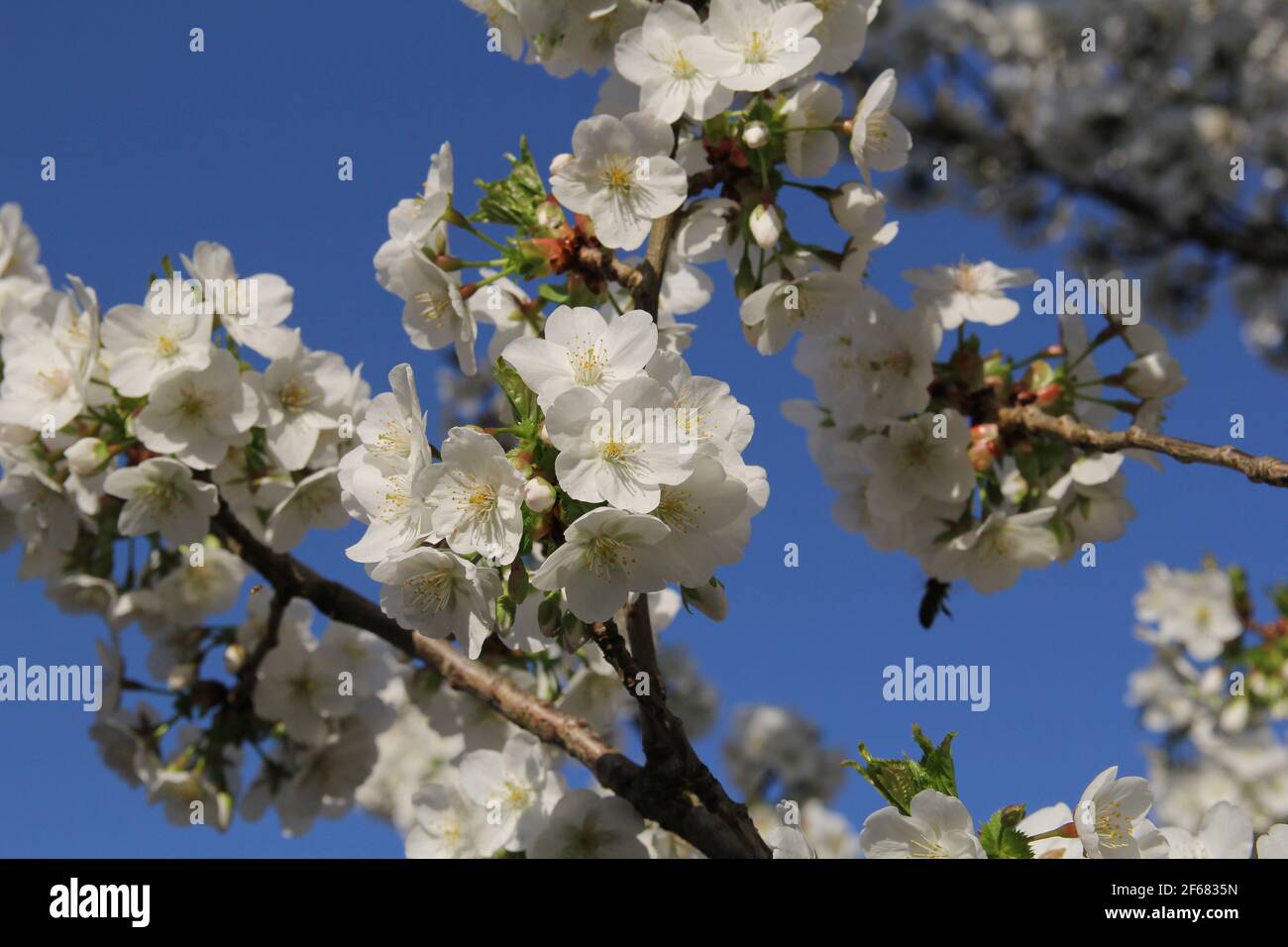 Prunus tree hi-res stock photography and images - Alamy