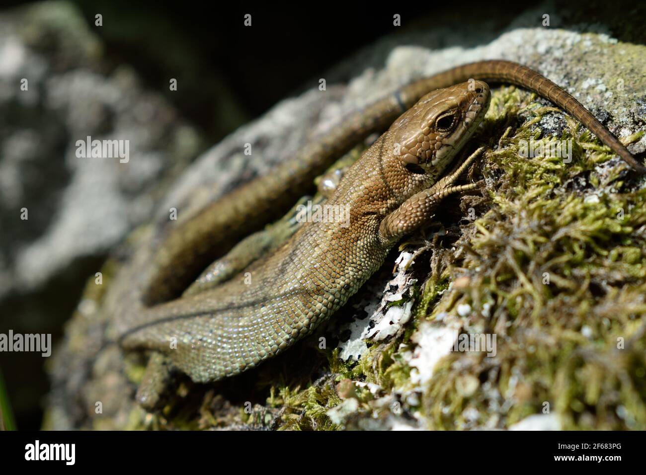 Common Lizard Sunbathing on a Mossy Rock on Loughrigg Fell in the Lake ...