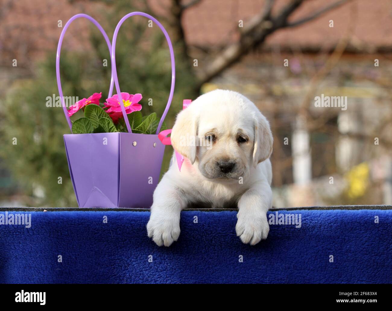 Lovely sweet yellow labrador hi-res stock photography and images - Alamy