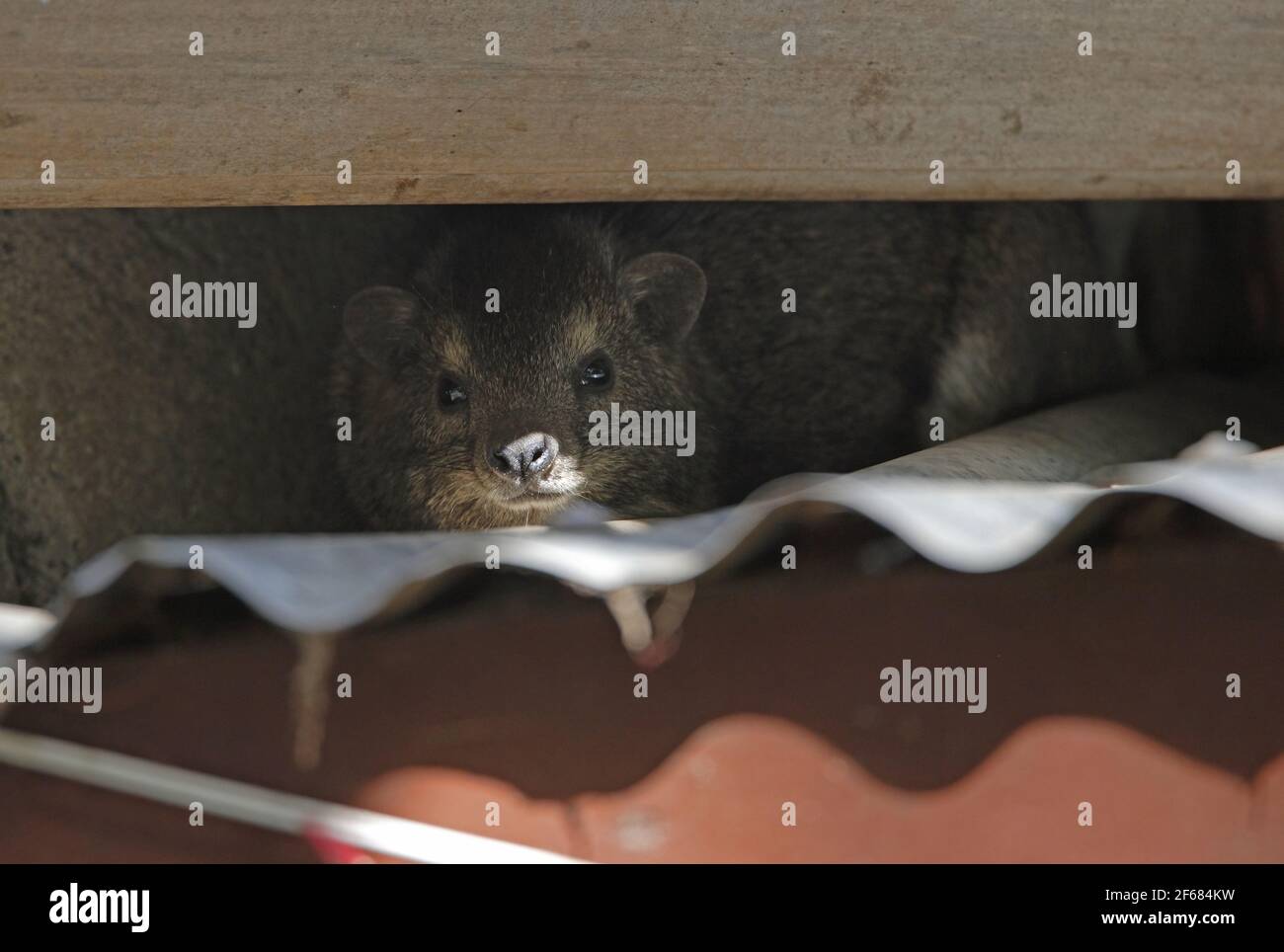 Hyrax ethiopia hi-res stock photography and images - Alamy