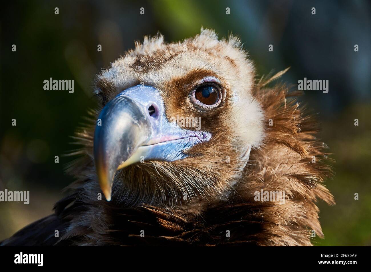 portrait of a vulture bird Stock Photo - Alamy
