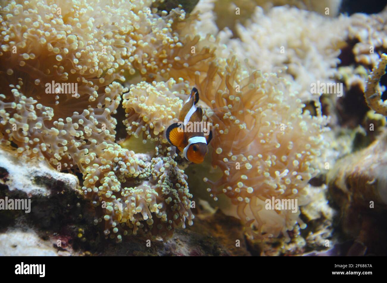 Clownfish, Clown-Fisch, Clownfish or anemonefish are fishes from the ...