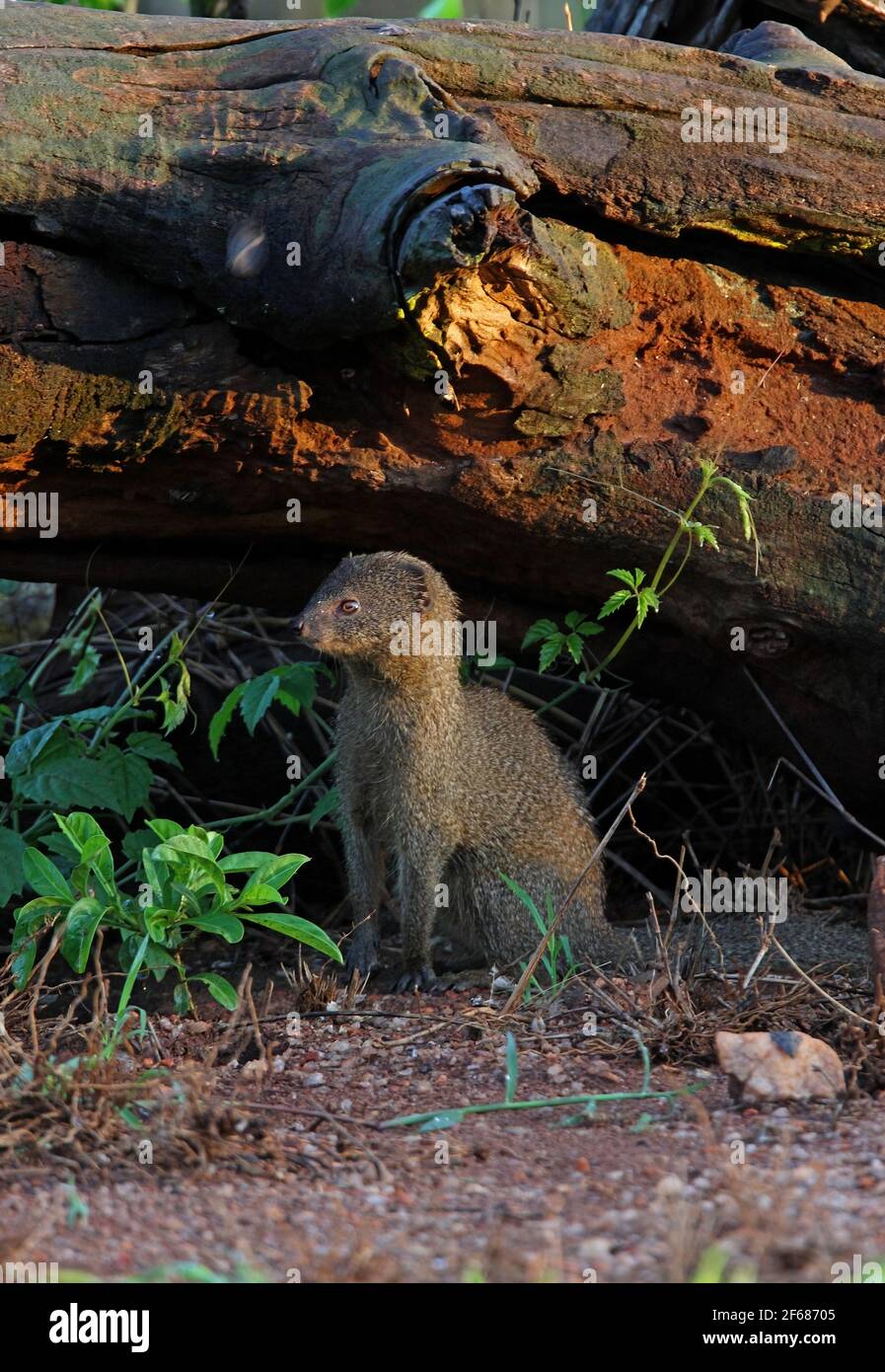 Mongoose Tree High Resolution Stock Photography and Images - Alamy
