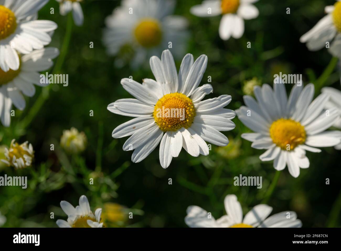 White and yellow chamomile flowers close-up in a field. Medicinal ...