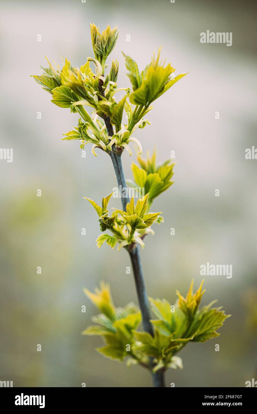 Young Spring Green Leaf Leaves Growing In Branch Of Forest Bush Plant ...