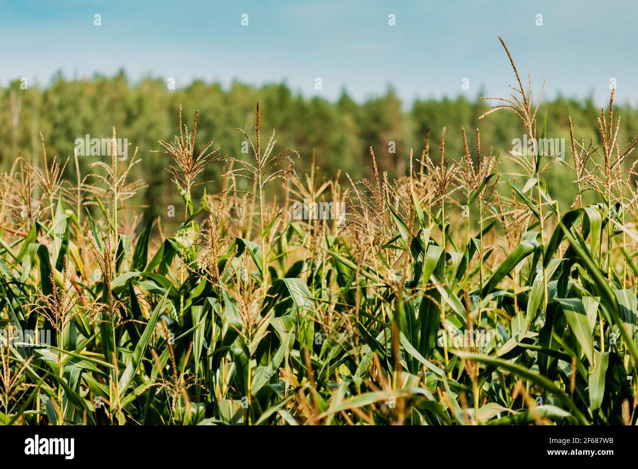 Rural Landscape Maize Field With Corn Sprouts. Young Green Cornfield ...