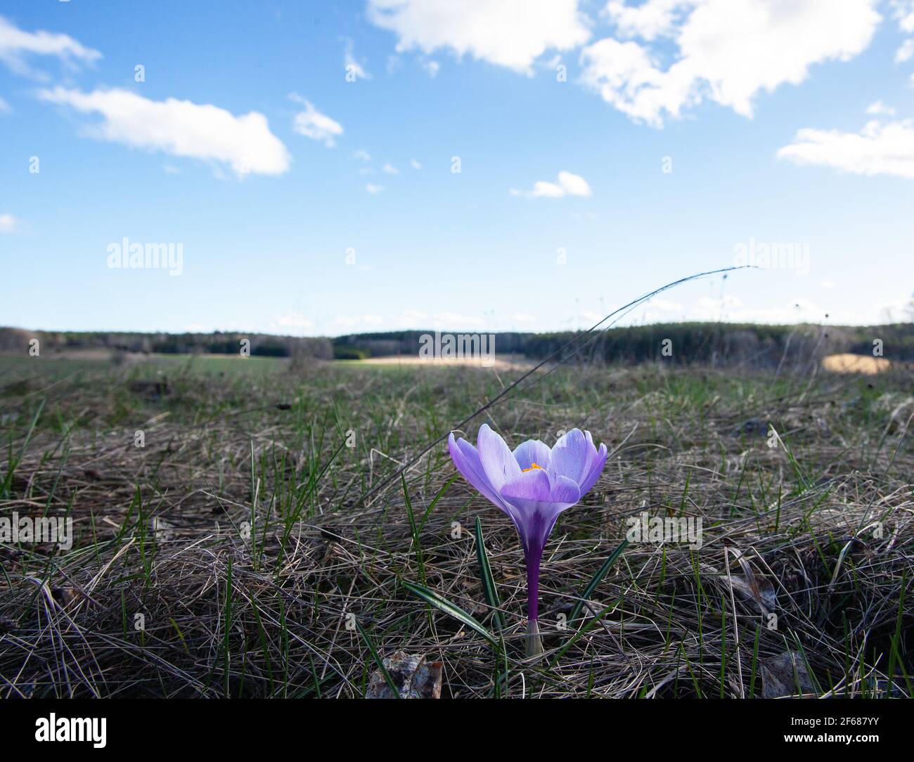 Swedish spring flowers hi-res stock photography and images - Alamy