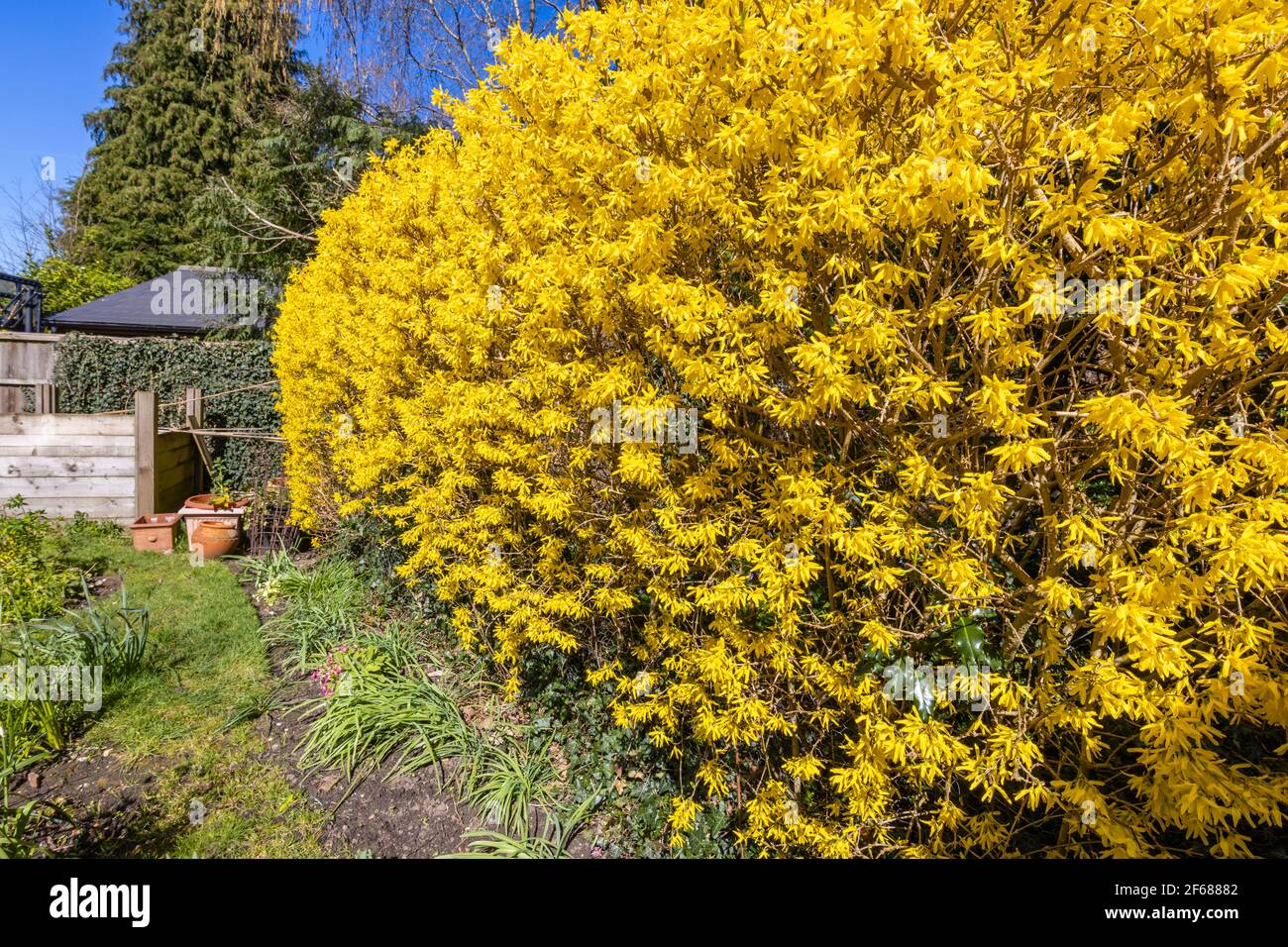 A well trimmed yellow forsythia hedge in full boom in spring in a ...