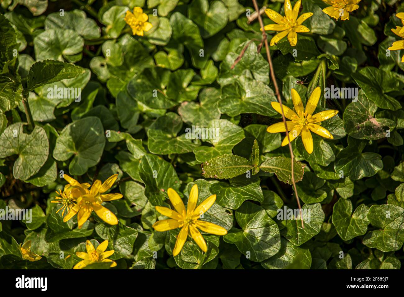 Spring flowers on green grass on a sunny day in an English park in ...