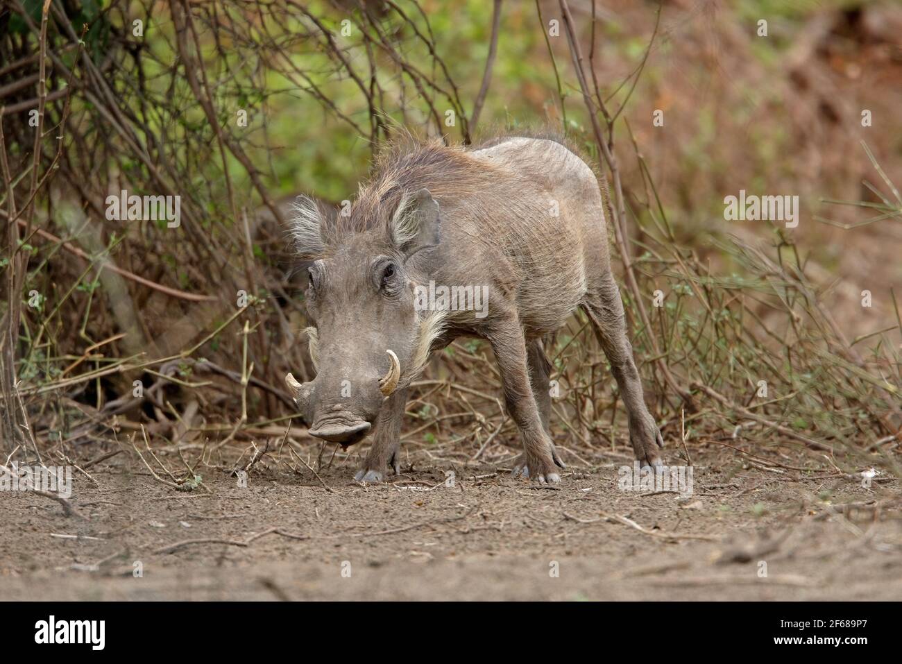 Common Warthog (Phacochoerus africanus) female in woodland Awash NP ...