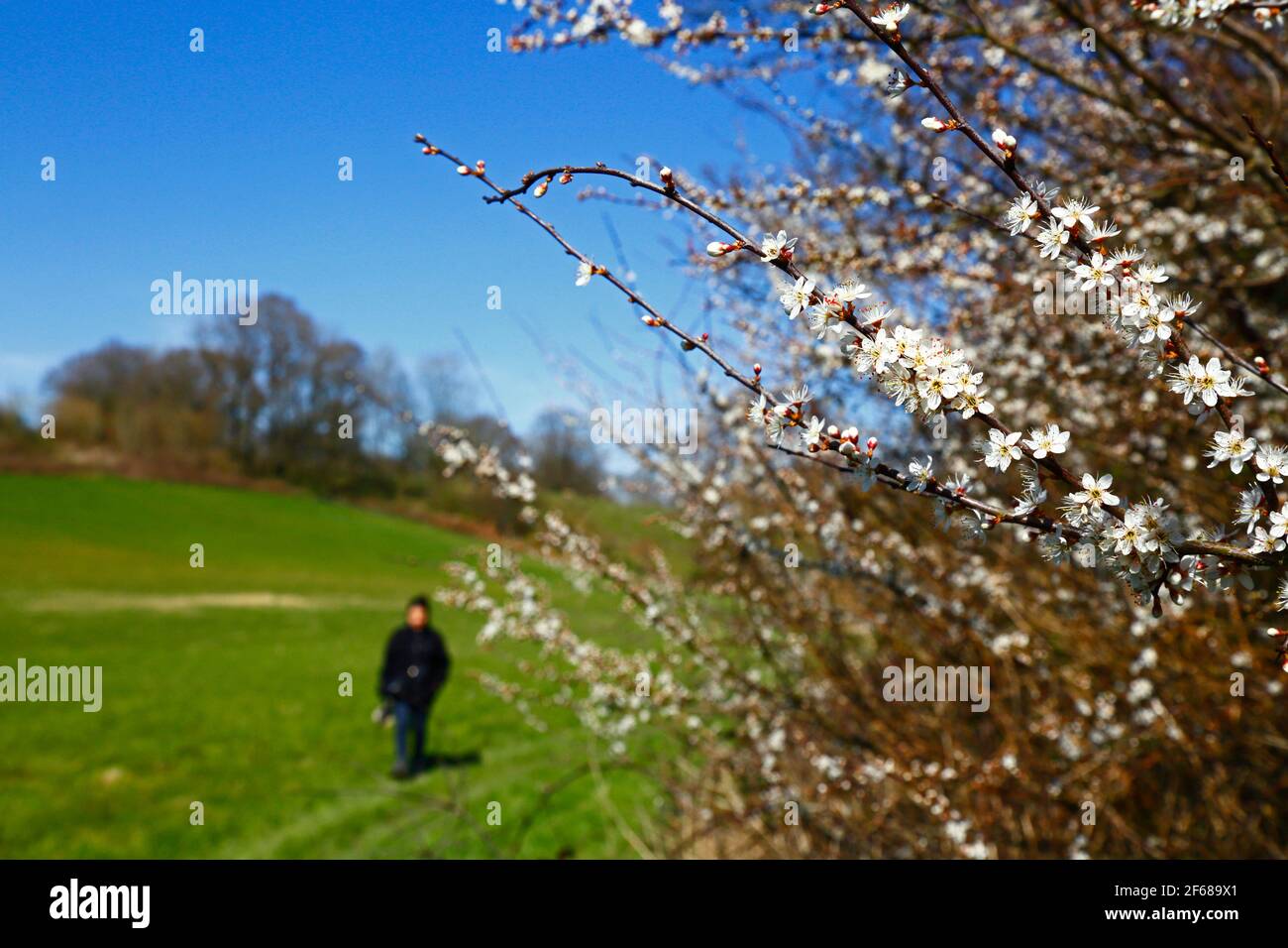 Kent bush hi-res stock photography and images - Alamy