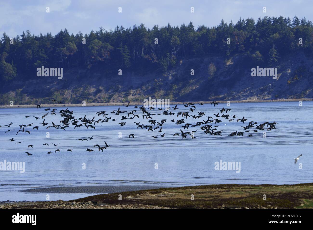 Brant geese migrating Stock Photo - Alamy