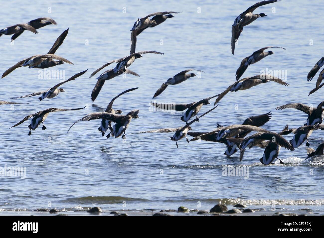 Brant geese migrating Stock Photo - Alamy