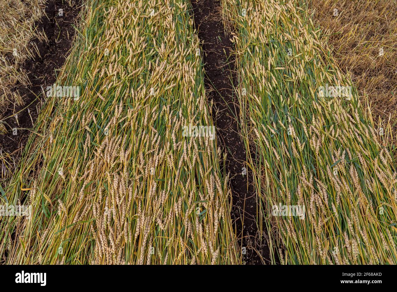 Separate harvesting of wheat by mowing headers into swaths at a low cut ...