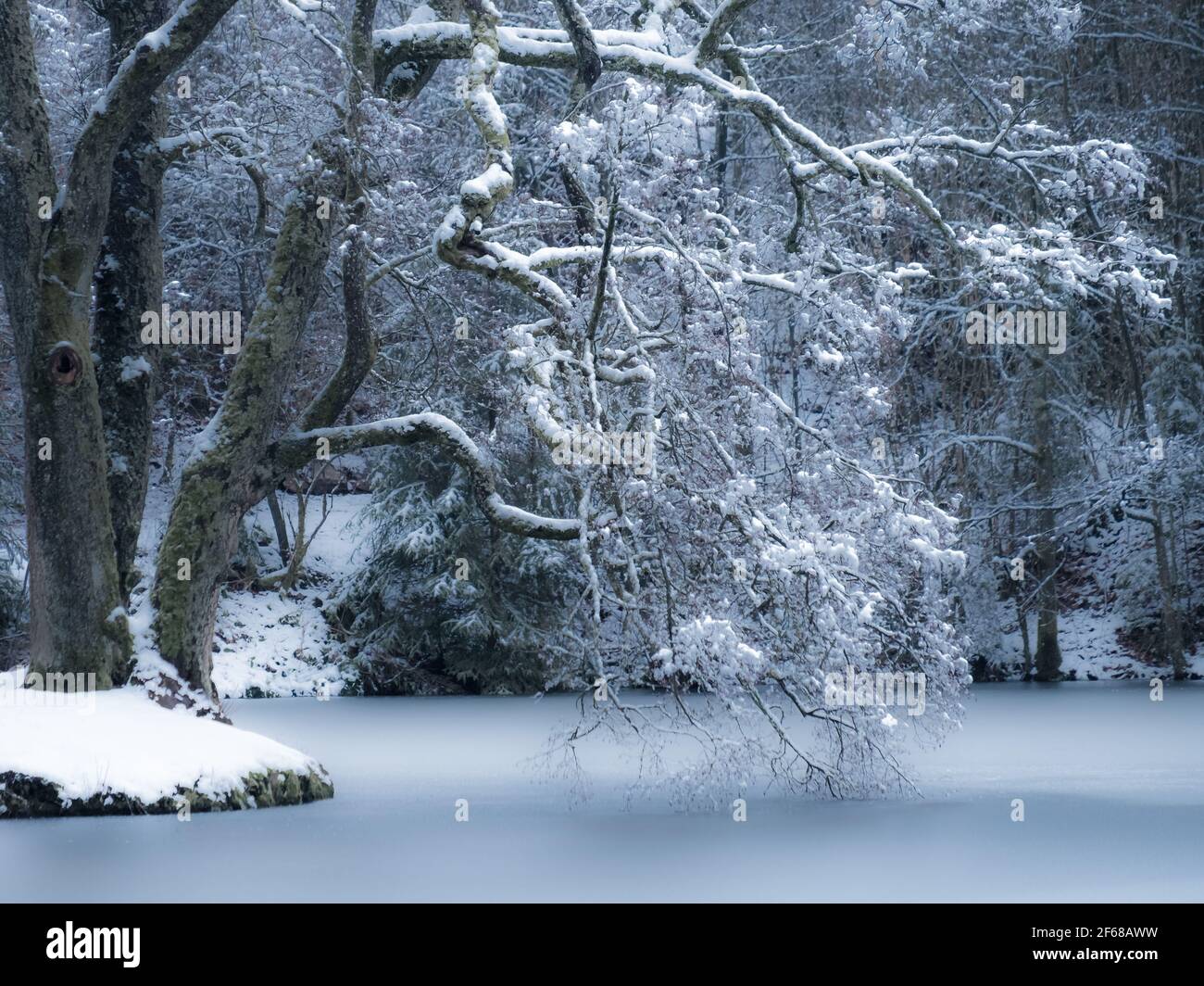 Old tree pond snowy hi-res stock photography and images - Alamy