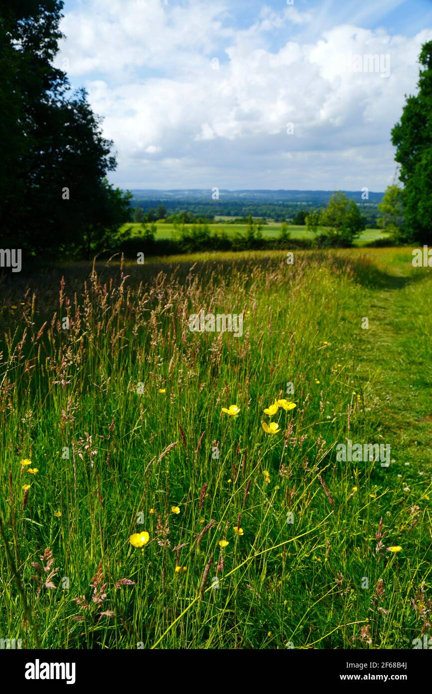 Grass bidborough hi-res stock photography and images - Alamy
