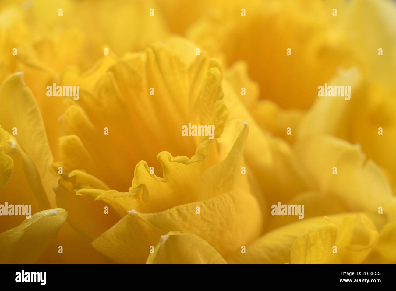 Bunch of yellow flowers hi-res stock photography and images - Alamy