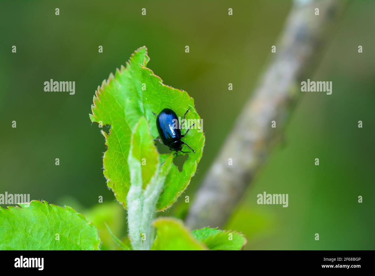 Blue alder leaf beetle ( Agelastica alni ) on a green leaf in nature ...