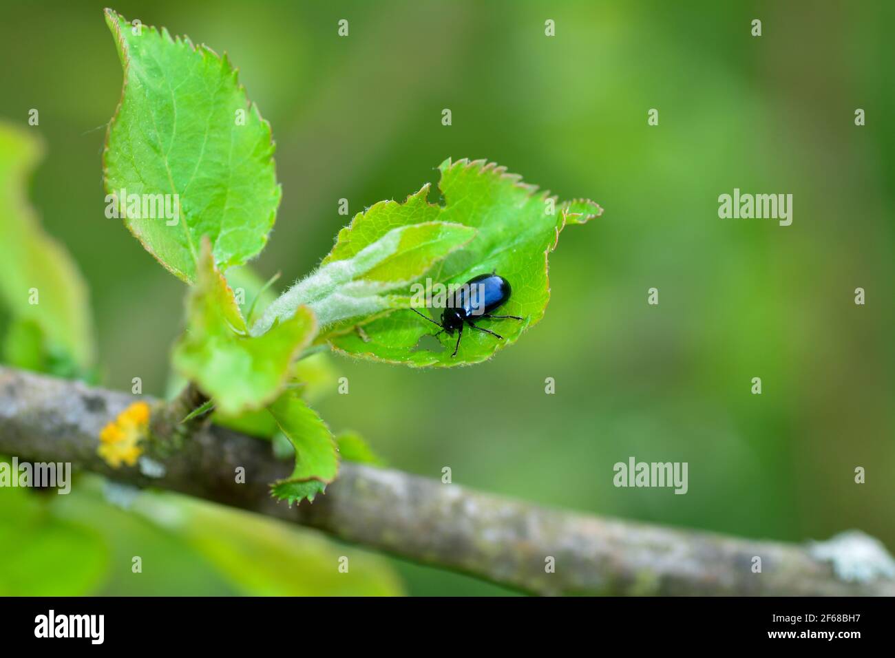 Blue Alder Leaf Beetle High Resolution Stock Photography and Images - Alamy