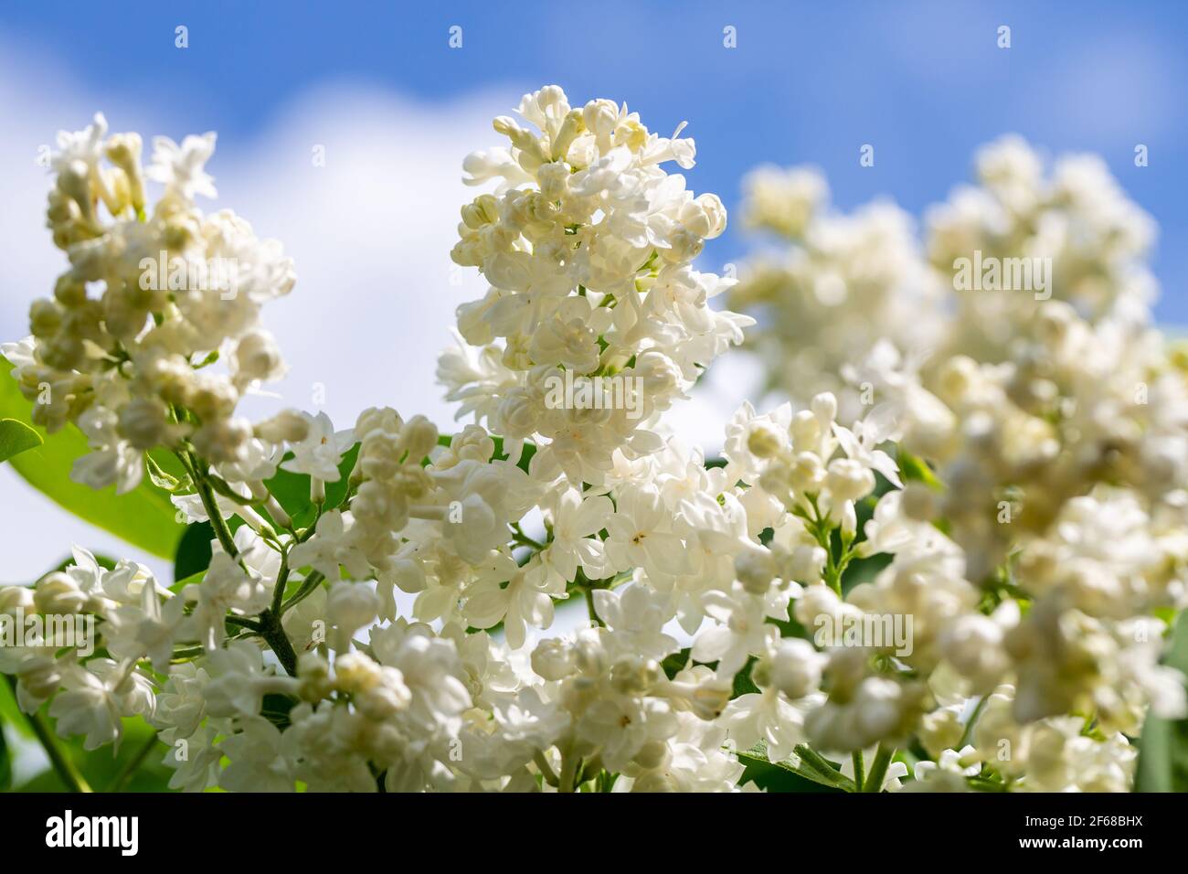 Syringa vulgaris ‘primrose’ hi-res stock photography and images - Alamy