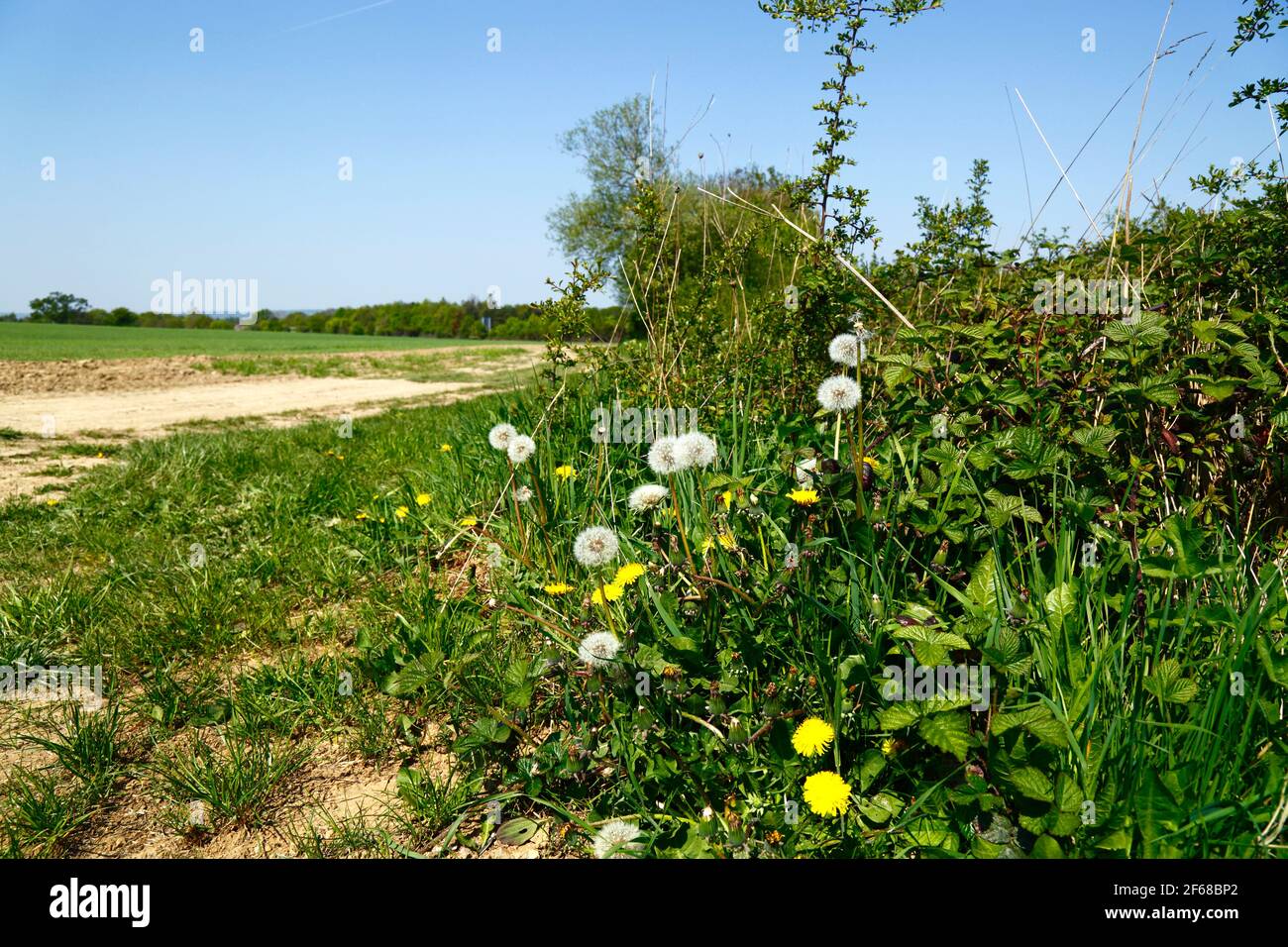 Dandelion farm land hi-res stock photography and images - Alamy