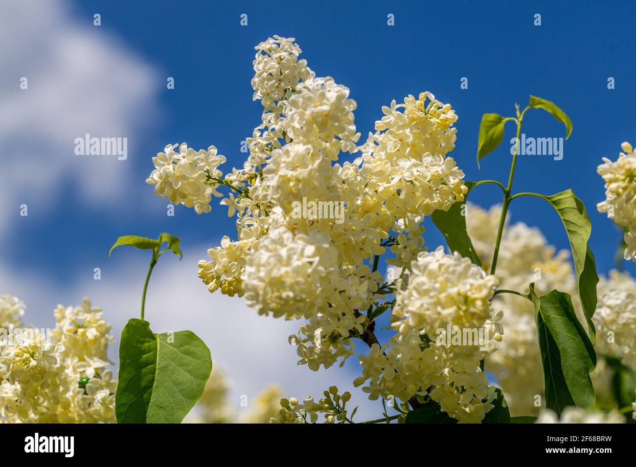 Syringa vulgaris ‘primrose’ hi-res stock photography and images - Alamy