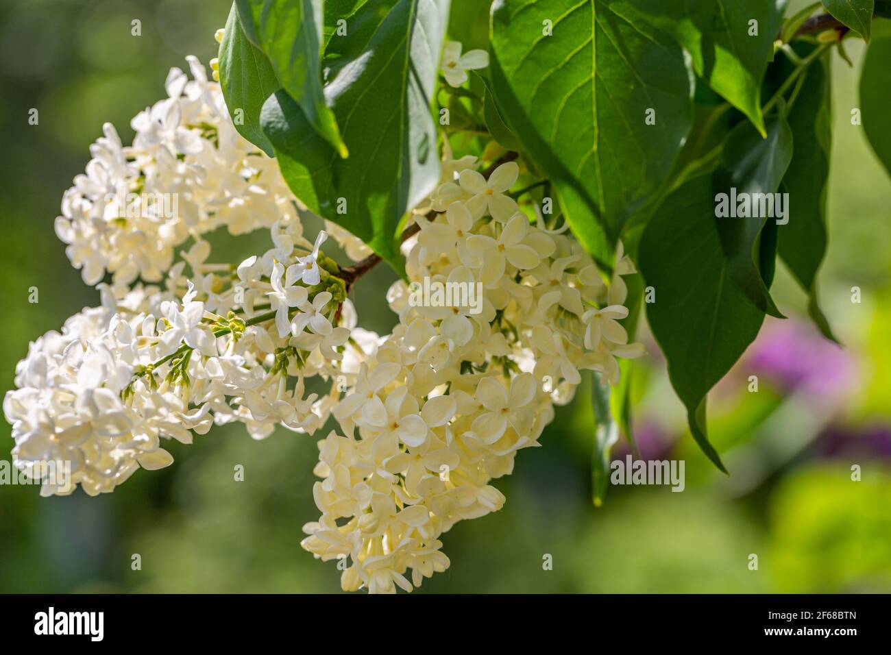 Syringa vulgaris ‘primrose’ hi-res stock photography and images - Alamy