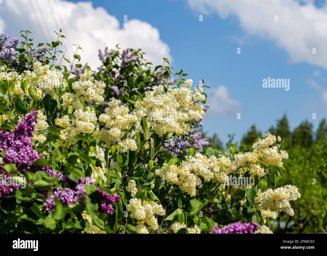 Syringa vulgaris ‘primrose’ hi-res stock photography and images - Alamy