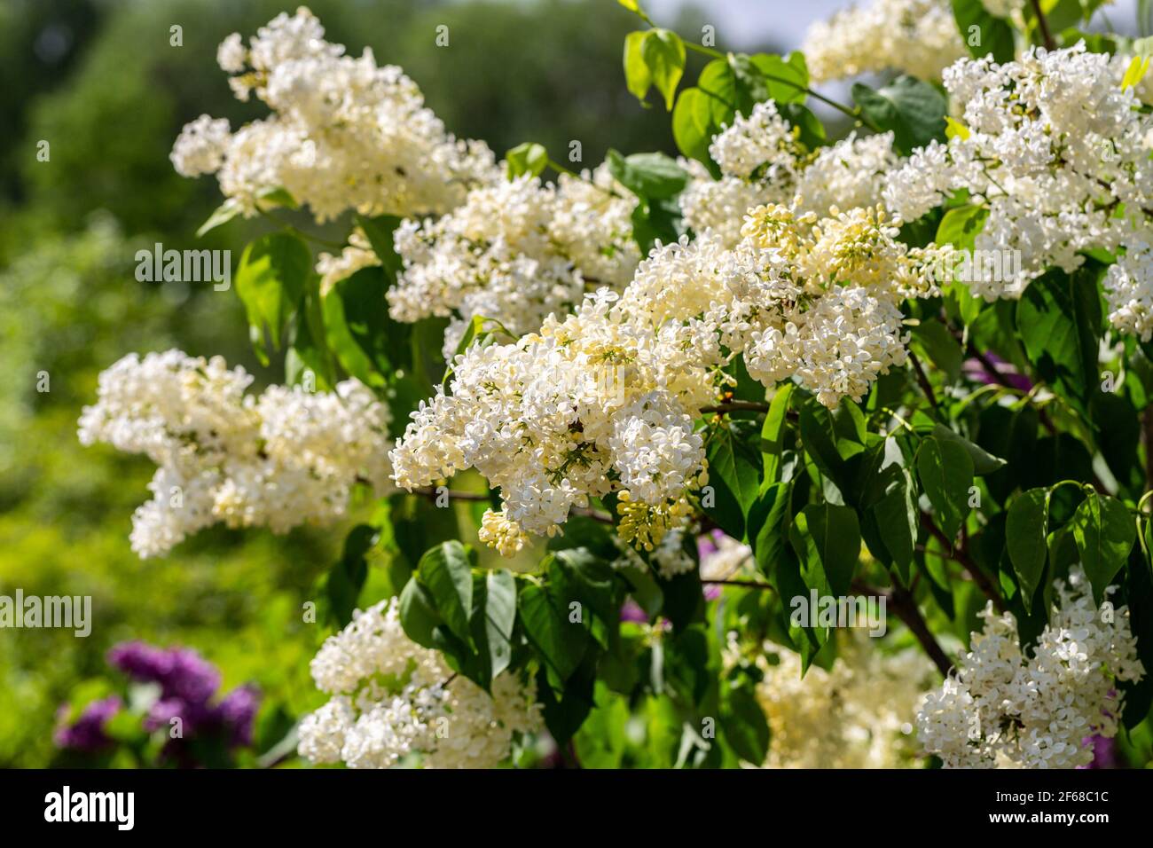 Blooming yellow lilac Primrose Syringa vulgaris Stock Photo - Alamy